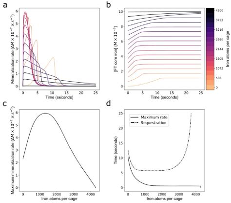 Iron Atom Per Core Effect On Ft Dynamics A Mineralization Rate Over