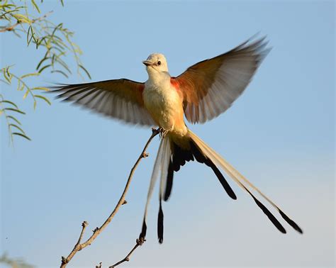 Scissor Tail Flycatcher Flycatcher Wild Birds Science And Nature