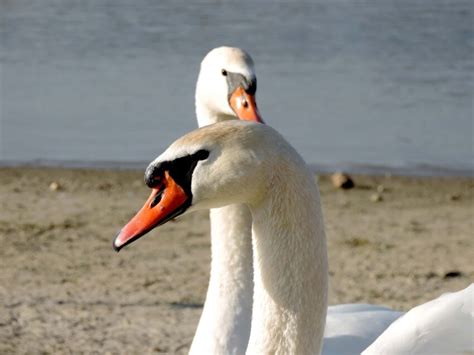 Besplatna Slika Ptica Biljni I životinjski Svijet Kljun Pero Ptice Vodarice Vodena Ptica