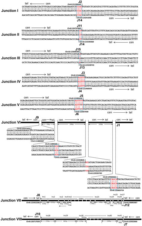 The Sequence Characterization Of Junctions By Alignment With Human
