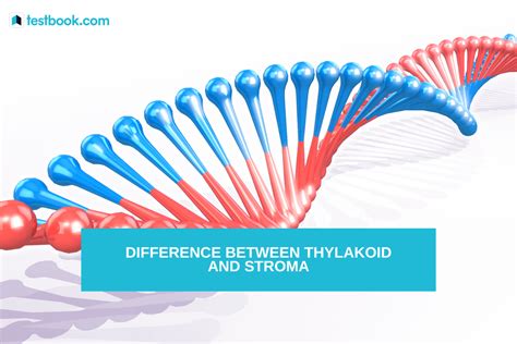 Difference Between Thylakoid And Stroma Clarifying Differences
