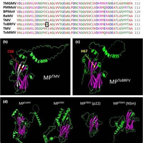 Conservation Of C68 In Sequence And Structure A Protein Sequence