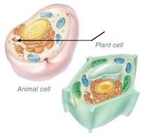 Patho Cell Structure And Function Flashcards Quizlet