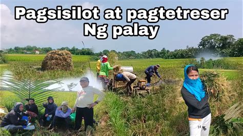 Pagsisilot Ng Palay Manu Manong Pag Aani Gamit Ang Thresher Treser Vlog 521 Youtube