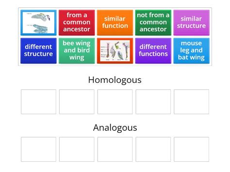 Homologous Structures Vs Analogous Structures Group Sort