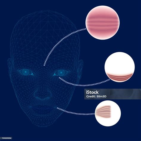 어두운 배경에 파란색 선의 소녀 머리의 와이어 프레임 증가 피부 규모와 화살표가 있는 소녀의 다각형 얼굴 여성의 얼굴의 확대 주름과 주름 3d 벡터 일러스트 0명에 대한