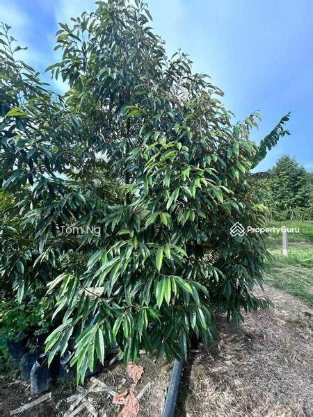 Yong Peng Durian Farm Yong Peng Johor Agricultural Land For Sale