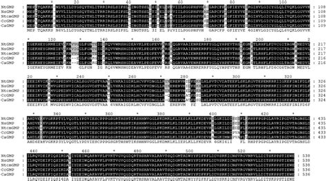 Multiple Sequence Alignment Msa Of Tobacco Gmp Synthase Together With Download Scientific