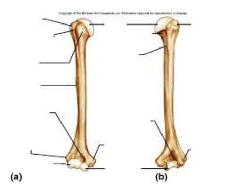 Humerus Labeling Diagram Quizlet