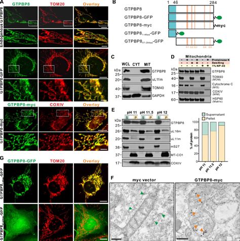 Gtpbp8 是线粒体生物发生和线粒体翻译所必需的 Cellular And Molecular Life Sciences X Mol