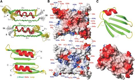 A Backbone Trace For The 20 Lowest Energy Structures In The Final Nmr