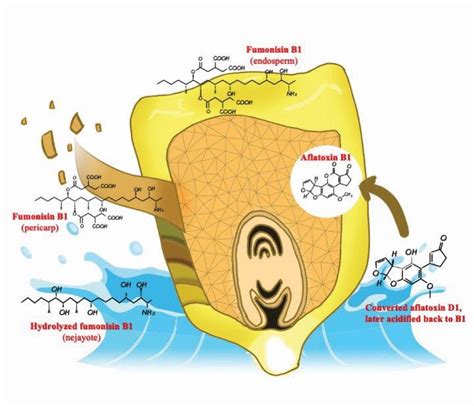 Effect Of Nixtamalization On Mycotoxin Contaminated Corn G2329
