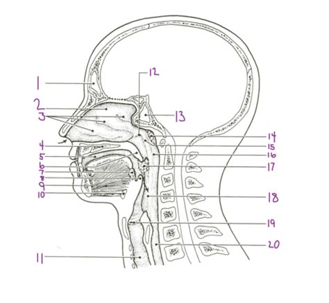 A And P II Lab Exam 3 Flashcards Quizlet