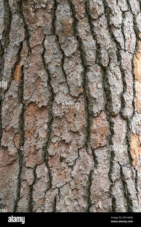 Bark Of Pine Tree Seamless Tree Bark Background Brown Texture Of The Old Tree Natural