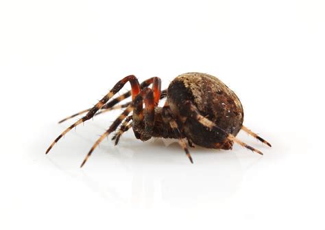 How Big Is A Orb Weaver Spider
