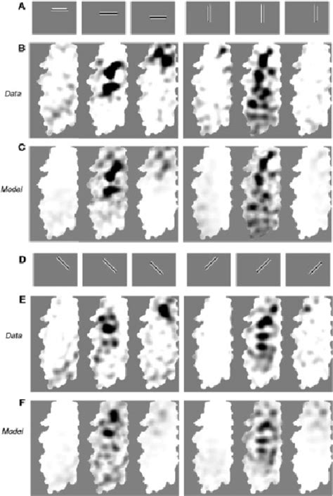 Application Of The Retinotopy Model To A Novel Stimulus A Download Scientific Diagram