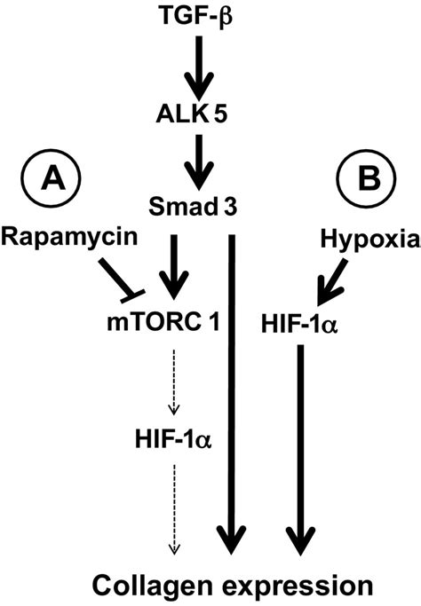 Tgf β Smad3 Activates Mammalian Target Of Rapamycin Complex 1 To Promote Collagen Production By