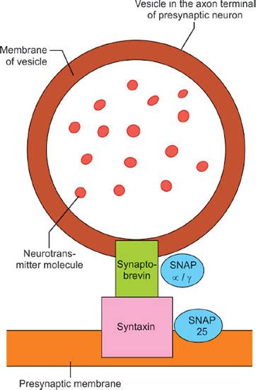 Presynaptic Membrane