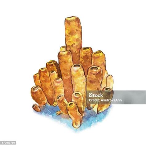 흰색 바탕에 격리 해 초 바다 생활 개체입니다 수채화 손으로 그린된 그림을 그려 수 중 수채화 배경 그림입니다 0명에 대한 스톡 벡터 아트 및 기타 이미지 Istock