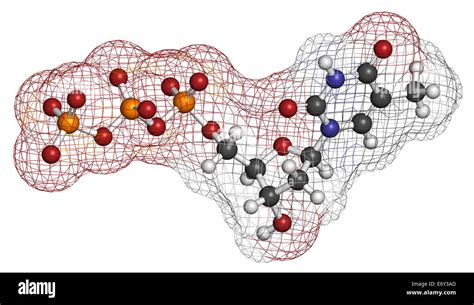 Thymidine Triphosphate Ttp Nucleotide Molecule Dna Building Block