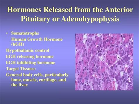 Ppt Hormones Released From The Anterior Pituitary Or Adenohypophysis