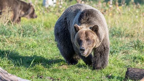 Grizzly Bear Hibernation