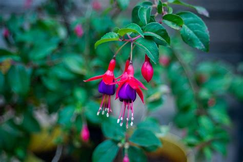 Hybrid Fuchsia Flowers Plant Free Photo On Pixabay Pixabay
