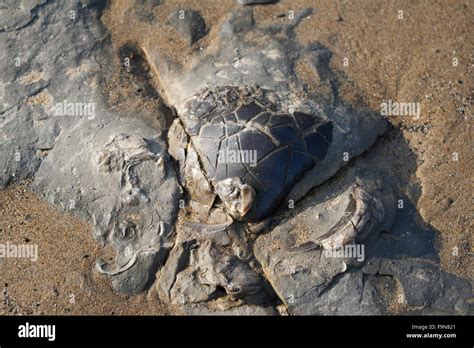 Remains Of A Fossilized Oyster Shell On Seashore Shoreline Beach Stock