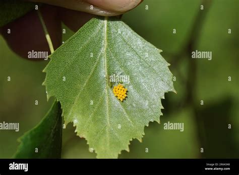 Close Up Underside Of A Birch Leaf With Ladybug Eggs And Aphids Spring Dutch Garden Stock