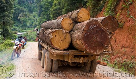 The Habitat Advocate Blog Archive Forestry Is Logging Just As
