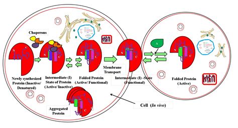 Polymers Free Full Text Insights Into Fluctuations Of Structure Of