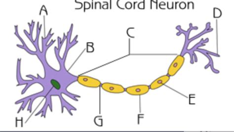 Axon Diagram Quizlet