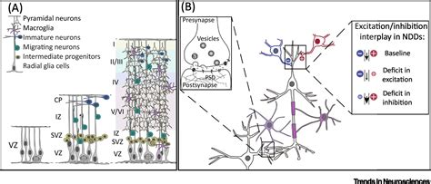 Neurodevelopmental Disorders From Genetics To Functional Pathways Trends In Neurosciences