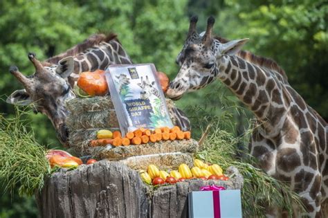 에버랜드 세계 기린의 날 맞아 기린에 특식 제공