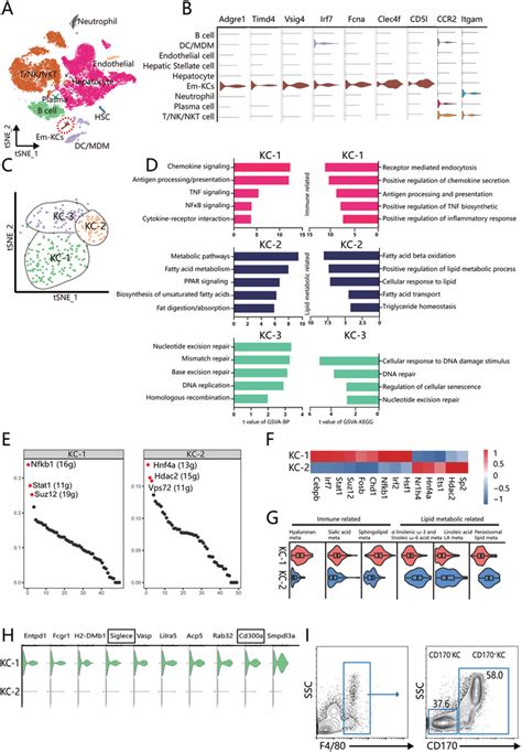 The Kc‐1 Subset Shows A High Expression Of Cd170 And Is More