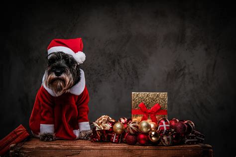 귀여운 스코틀랜드 테리어 크리스마스 시간에 선물과 공에 둘러싸인 나무 팔레트에 앉아 산타의 의상을 입고 12월에 대한 스톡 사진 및 기타 이미지 Istock