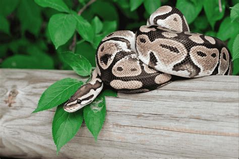 What Is The Average Lifespan Of A Ball Python