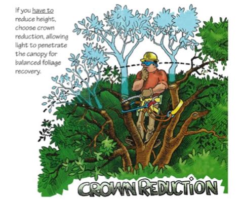 Tree Pruning Tallahassee Fielder Tree Service