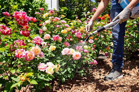 les techniques de culture durable des rosiers gagnent en popularité