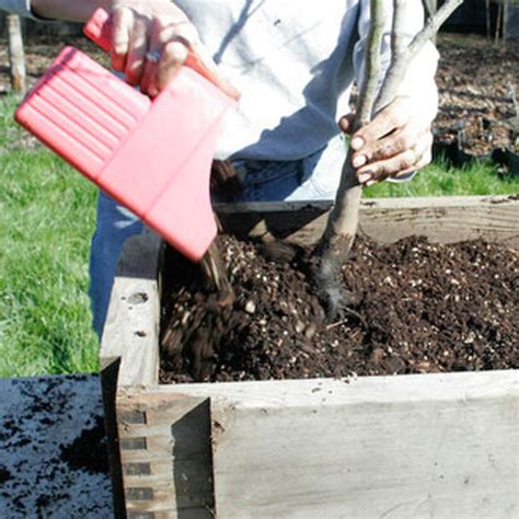 Root Pruning Essence Of The Tree