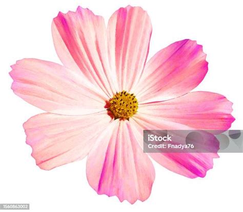 클리핑 패스가 있는 흰색 격리된 배경에 꽃을 설정합니다 근접 촬영 수채화 꽃 Kosmeya 자연 꽃 식물에 대한 스톡 사진 및