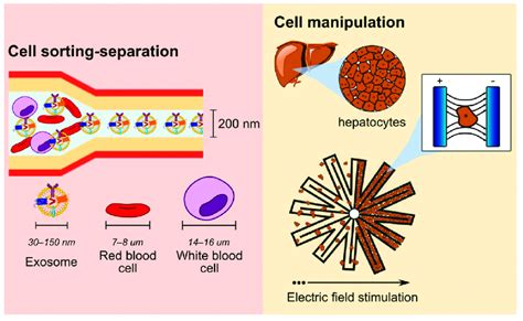 Schematic Depiction Of Cell Sorting Separation And Cell Manipulation Download Scientific
