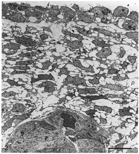 days p c Spaces as shown in the sex cord anläge are the future Download Scientific Diagram