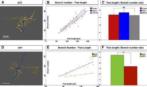 Neurons Have Type Specific Patterns Of Dendritic Growth And Branching Download Scientific