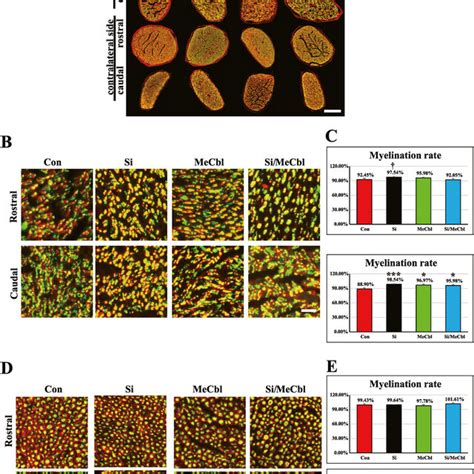 Morphological Analysis For Facial Nerve Regeneration Using Download Scientific Diagram