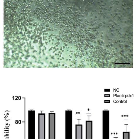 Encapsulated Mscs In Alginate Hydrogels A The Microscopic Image Of Download Scientific