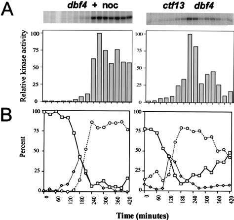CDK Activity And Budding Morphology In Response To Activation Of The Download Scientific