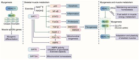 Roles Of Arginine Methyltransferases And Arginine Methylation In