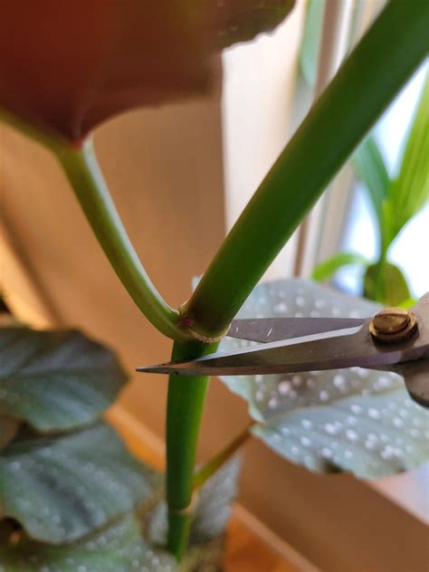 How To Propagate Begonia Step By Step Guide With Pictures