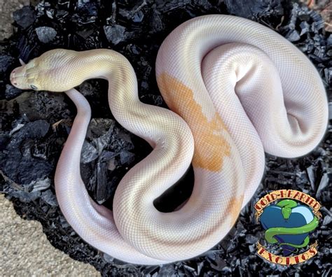 Paradox Burmese Python Traits Morphpedia